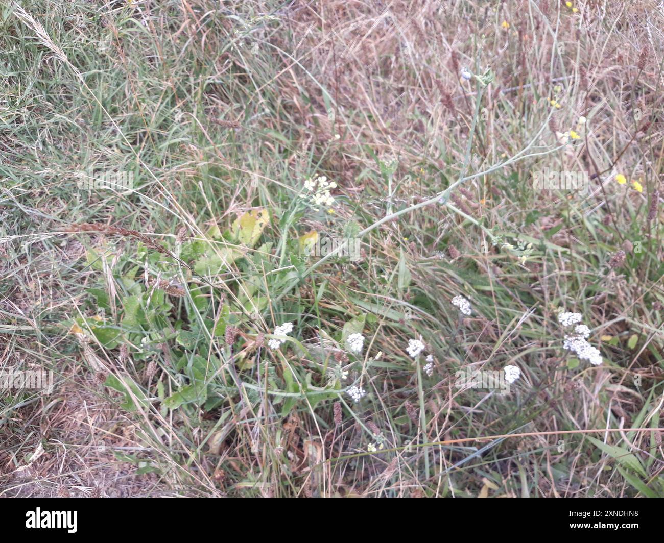 Mediterranean Radish (Raphanus raphanistrum landra) Plantae Stock Photo ...