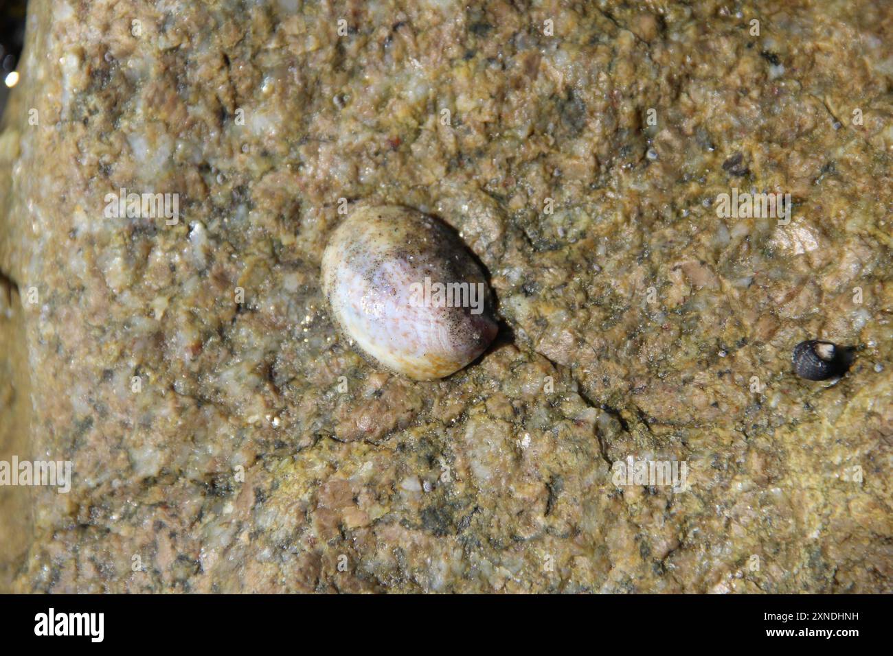 Common Atlantic Slippersnail (Crepidula fornicata) Mollusca Stock Photo ...