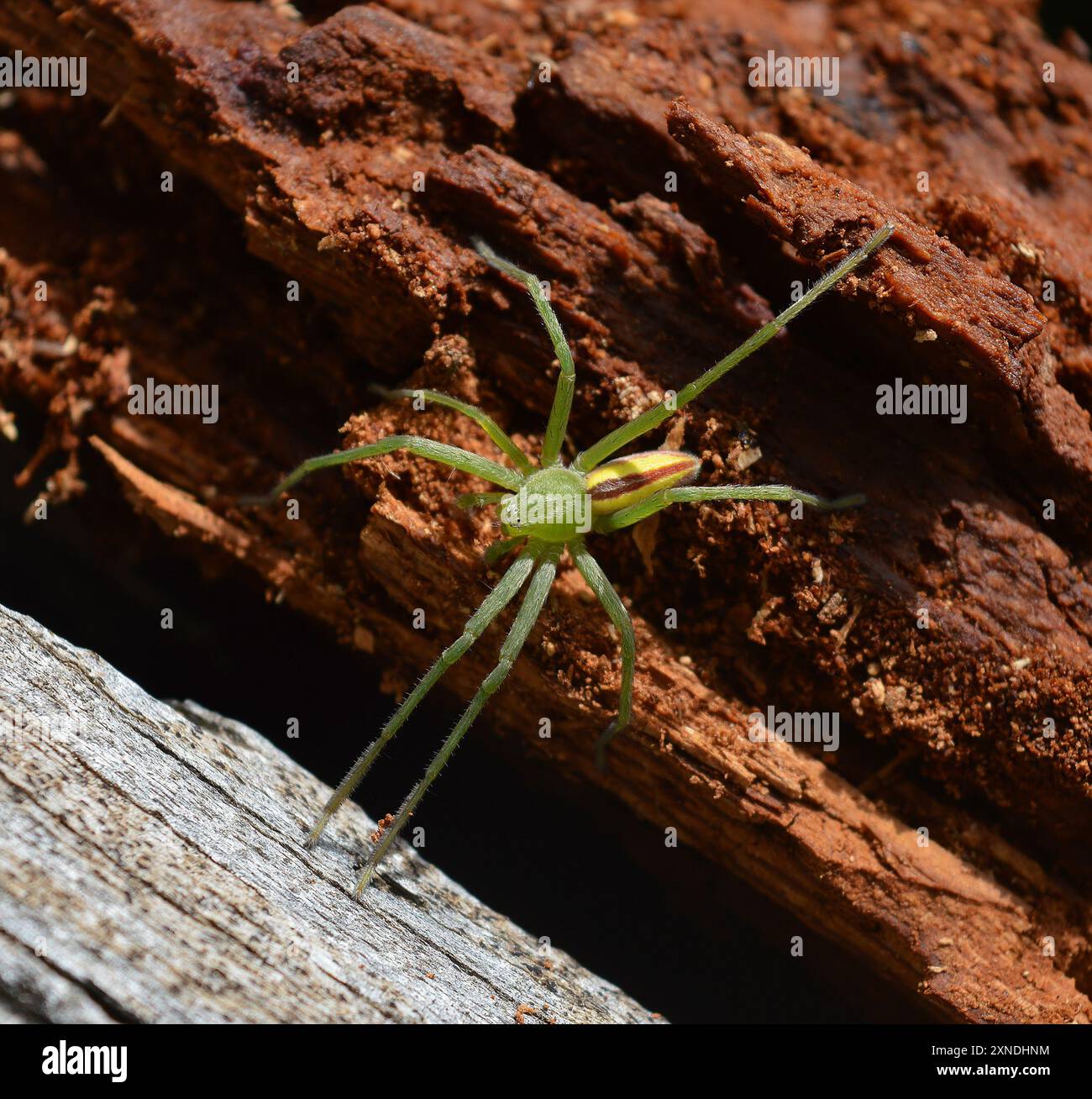 Green Huntsman Spider (Micrommata virescens) Arachnida Stock Photo - Alamy
