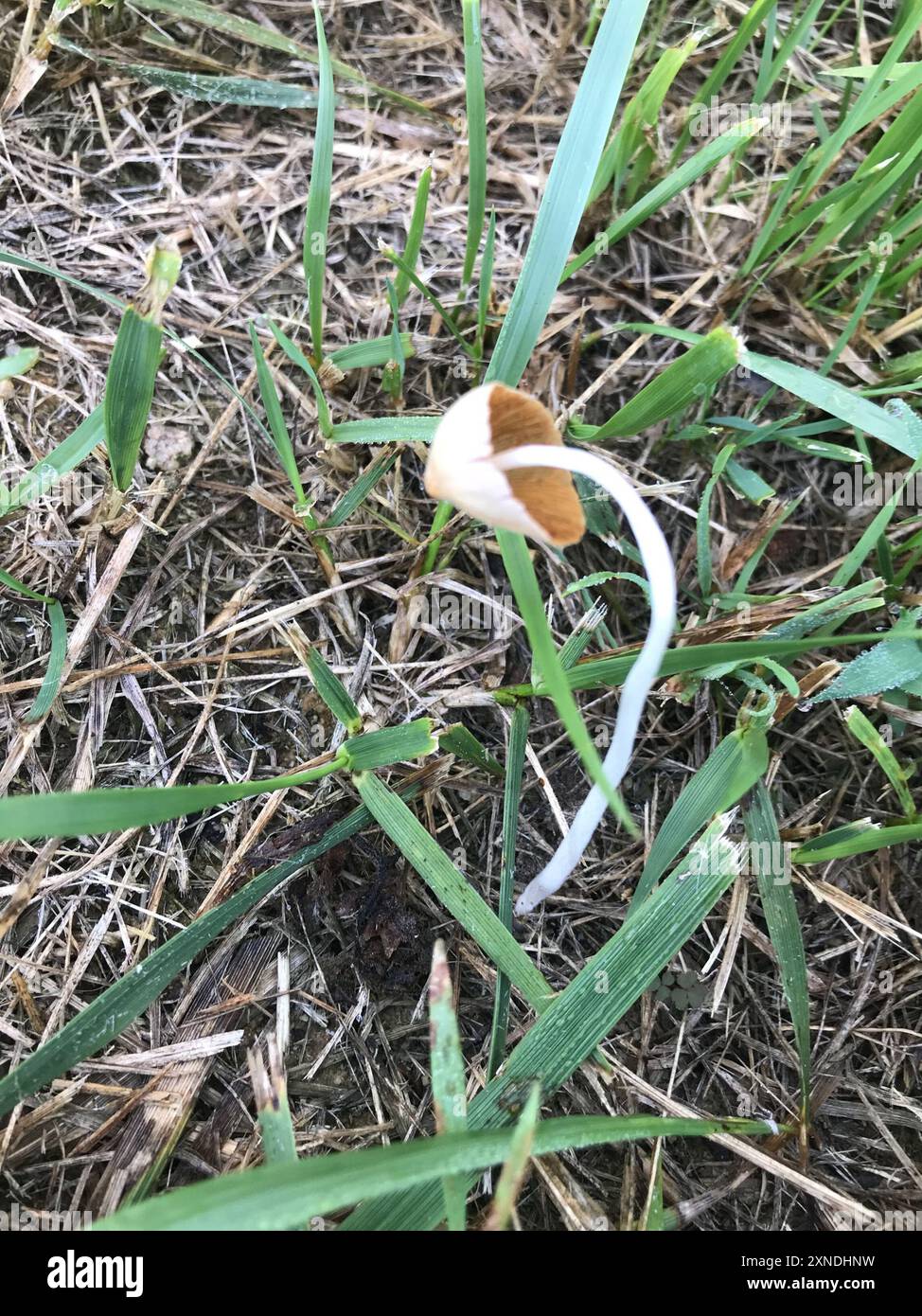 Mower's Mushroom (Panaeolus foenisecii) Fungi Stock Photo - Alamy