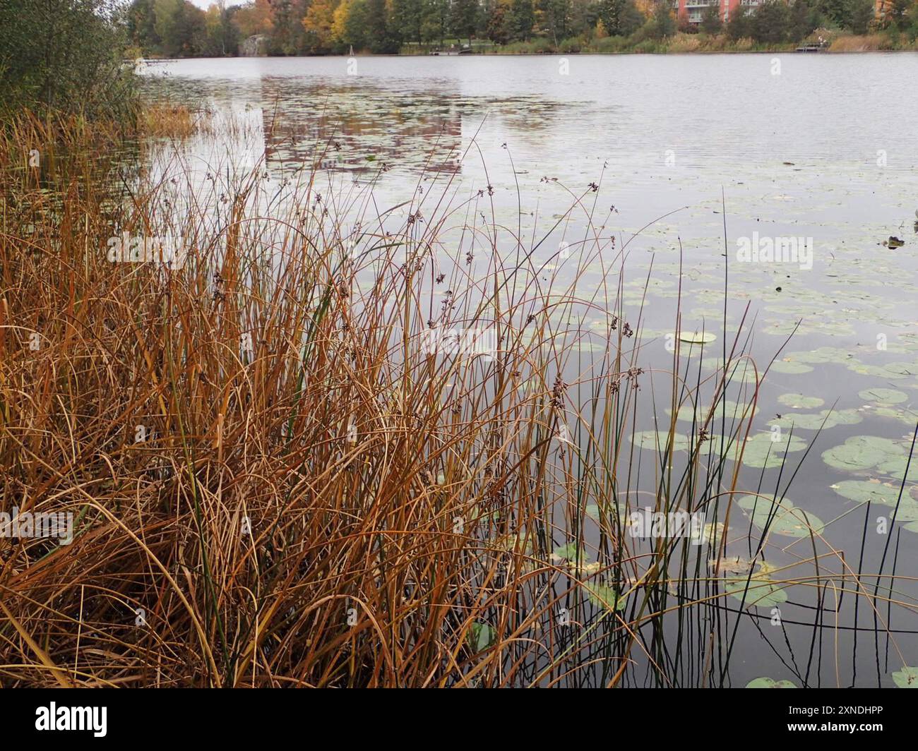 Common Club-rush (Schoenoplectus lacustris) Plantae Stock Photo - Alamy