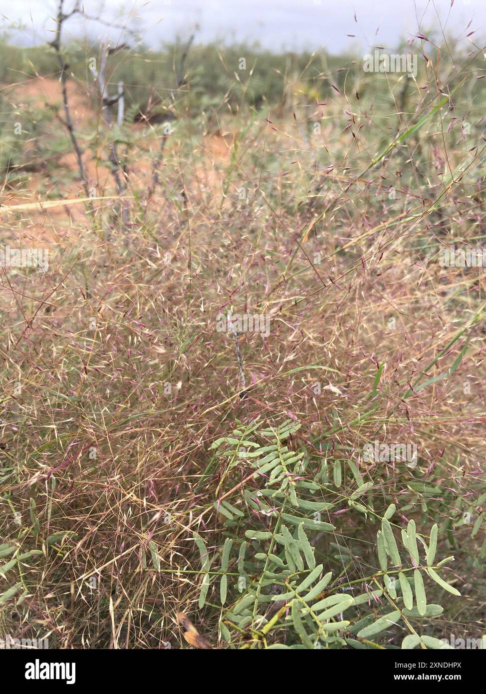 Bush Muhly (Muhlenbergia porteri) Plantae Stock Photo - Alamy