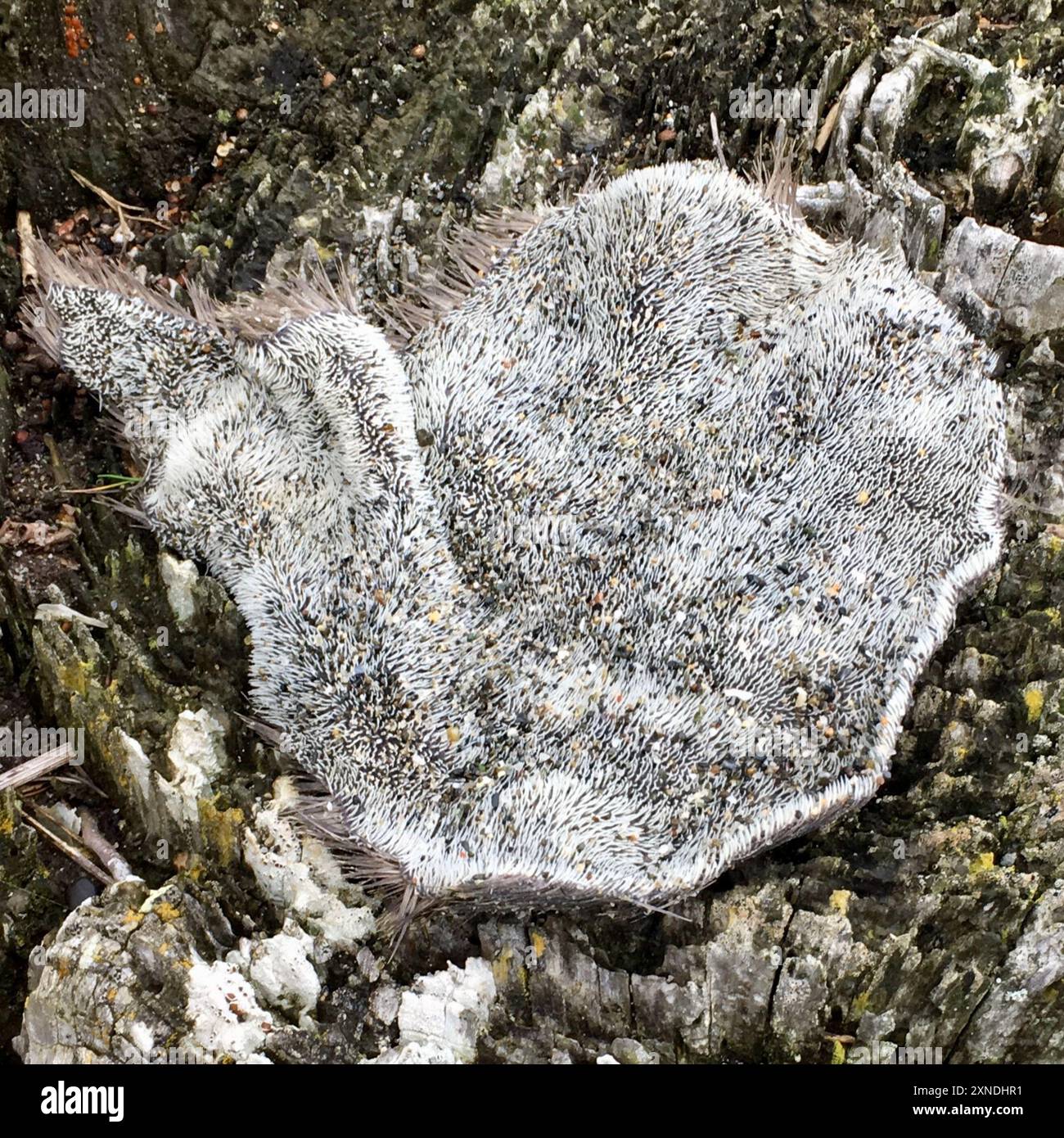 Northern Elephant Seal (Mirounga angustirostris) Mammalia Stock Photo ...