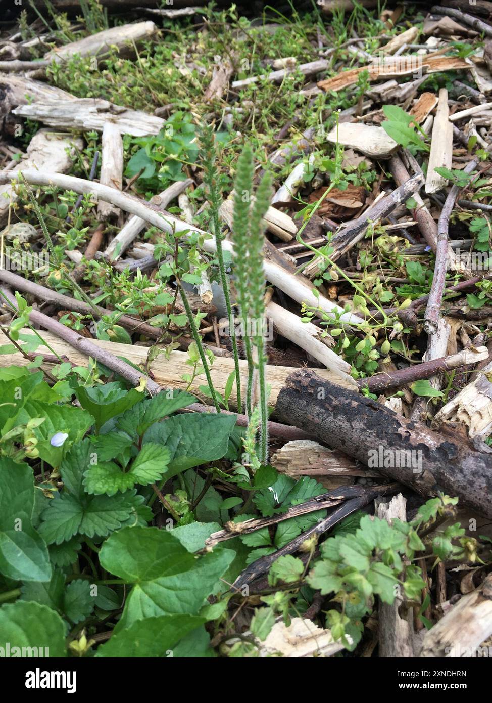 dwarf plantain (Plantago virginica) Plantae Stock Photo - Alamy