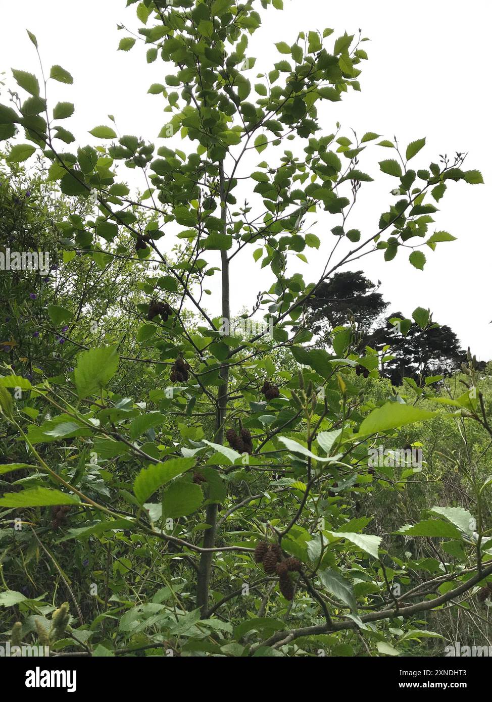 Red Alder (Alnus rubra) Plantae Stock Photo - Alamy