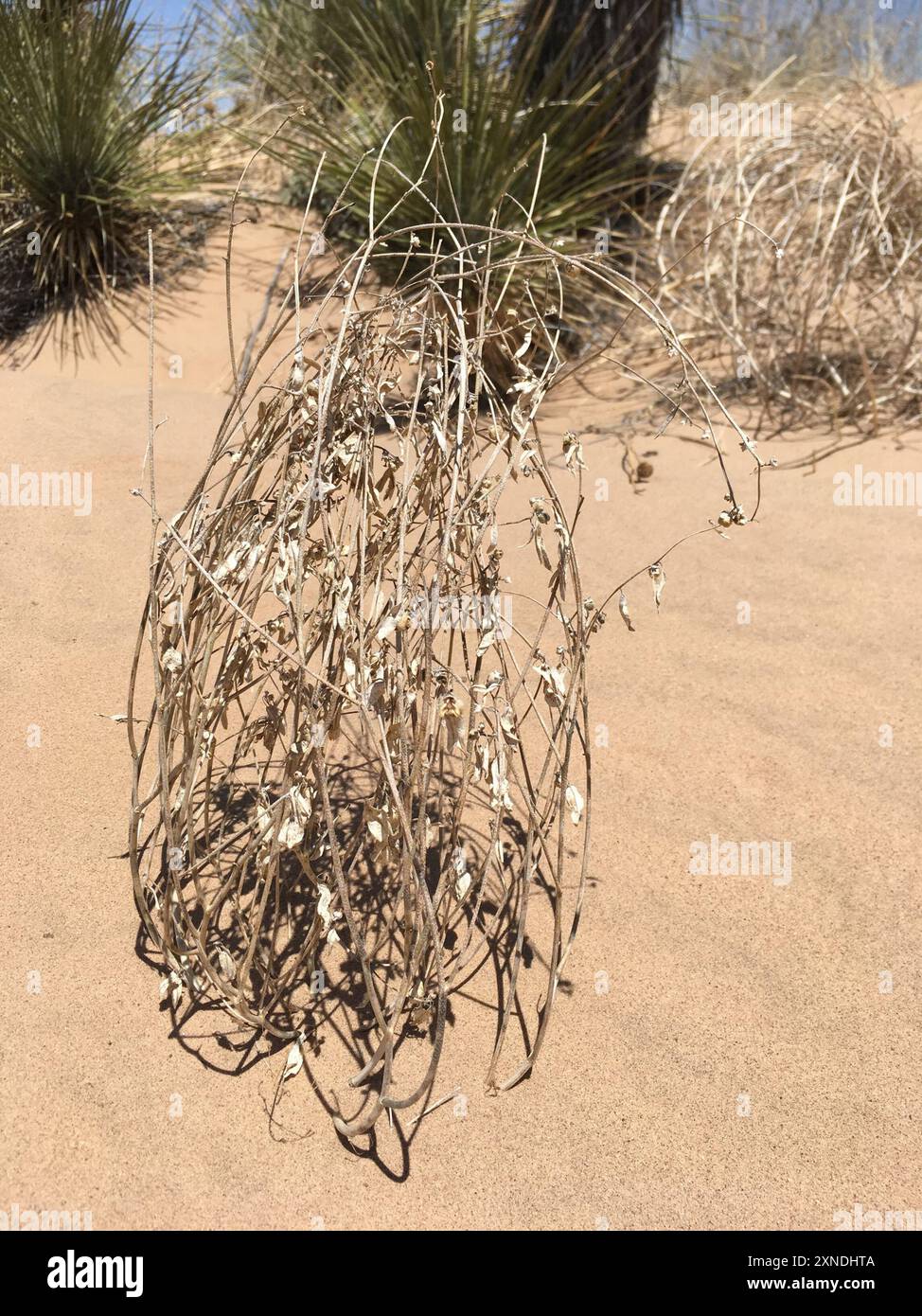 skunkweed (Croton texensis) Plantae Stock Photo - Alamy