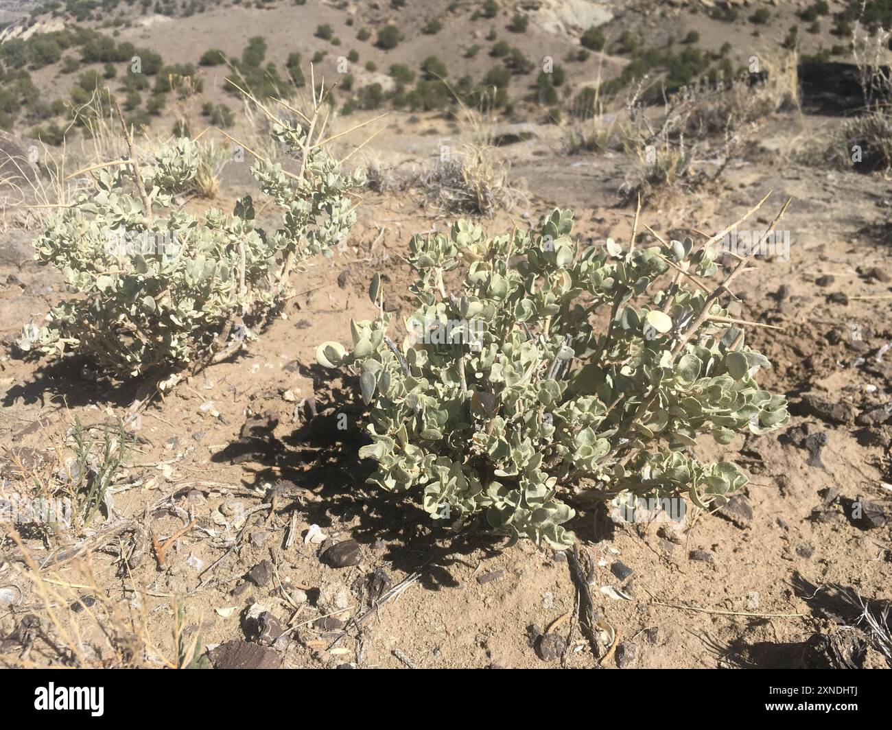 Shadscale Saltbush (Atriplex confertifolia) Plantae Stock Photo - Alamy