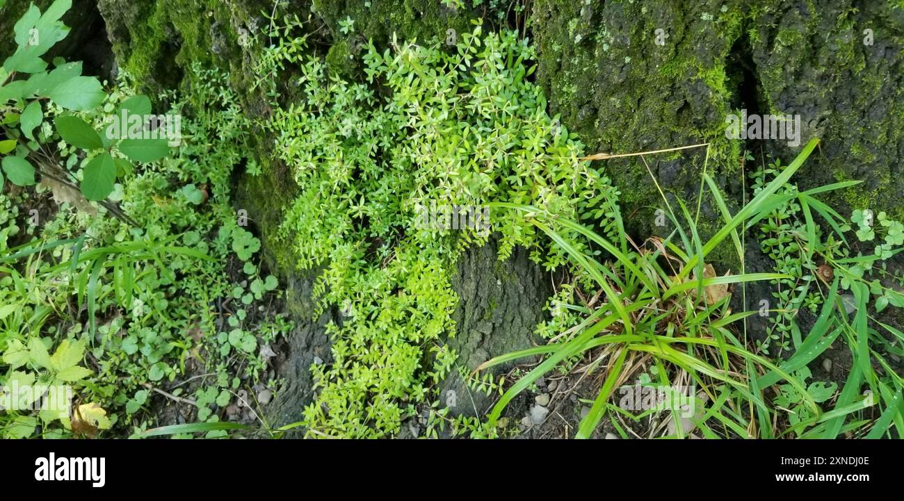 Stringy Stonecrop (Sedum sarmentosum) Plantae Stock Photo - Alamy