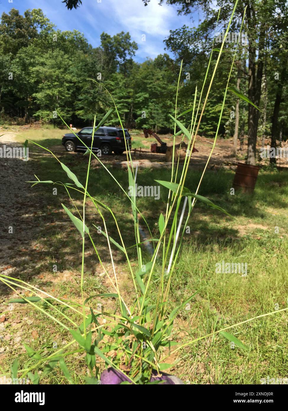 Japanese stiltgrass (Microstegium vimineum) Plantae Stock Photo - Alamy