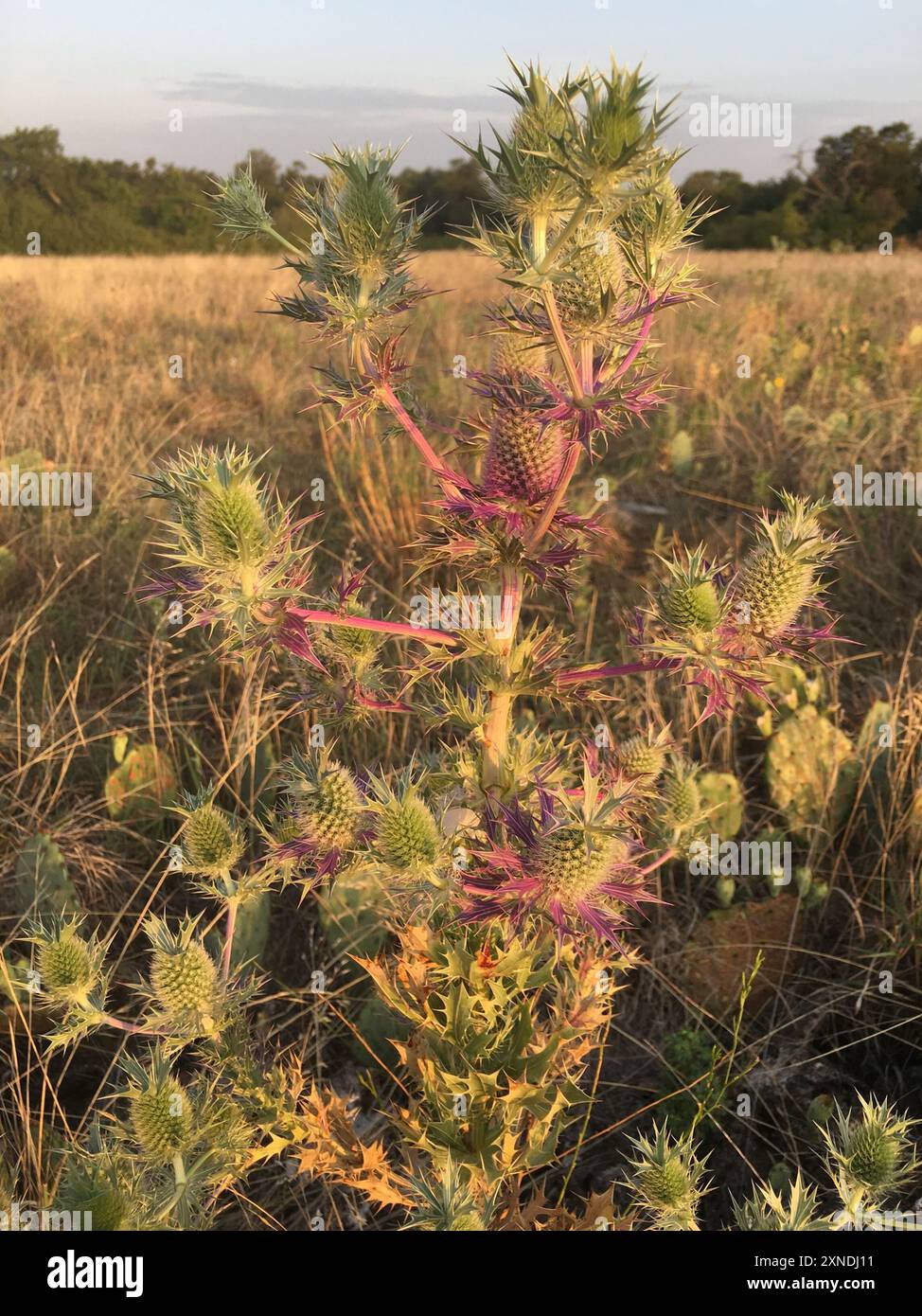 Leavenworth's eryngo (Eryngium leavenworthii) Plantae Stock Photo - Alamy