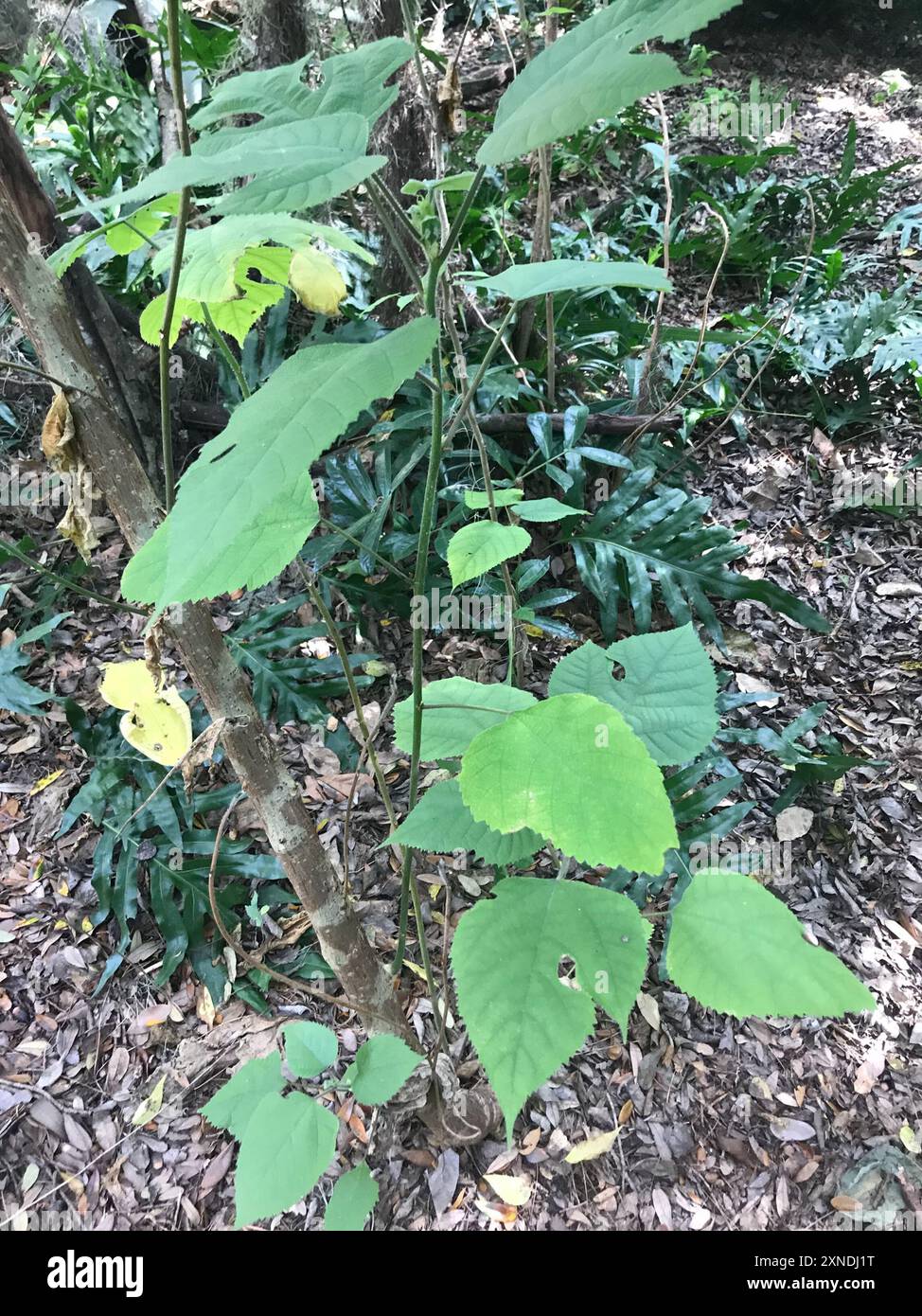 Paper mulberry (Broussonetia papyrifera) Plantae Stock Photo - Alamy