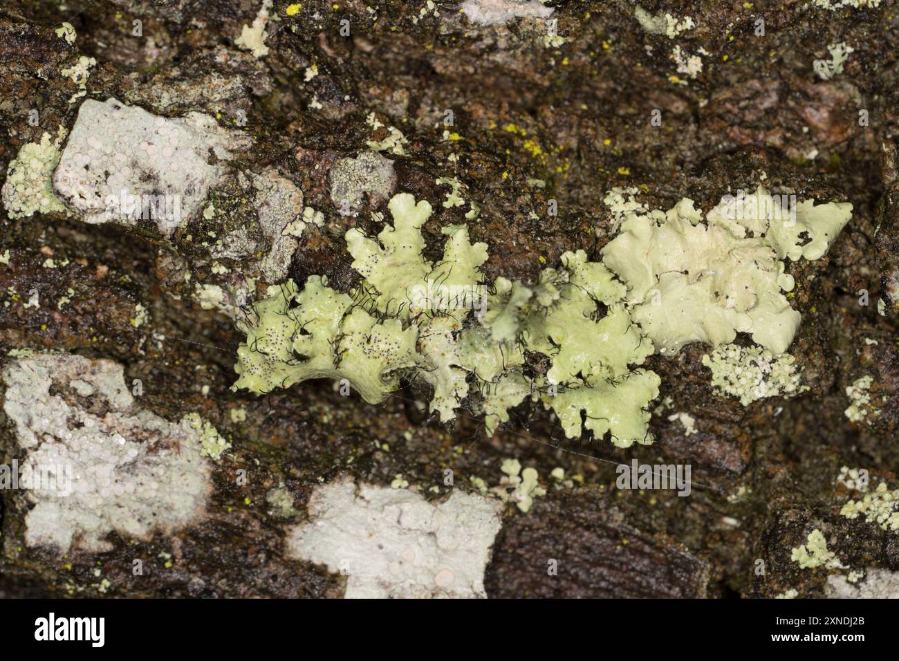 Ruffle Lichens (Parmotrema) Fungi Stock Photo - Alamy