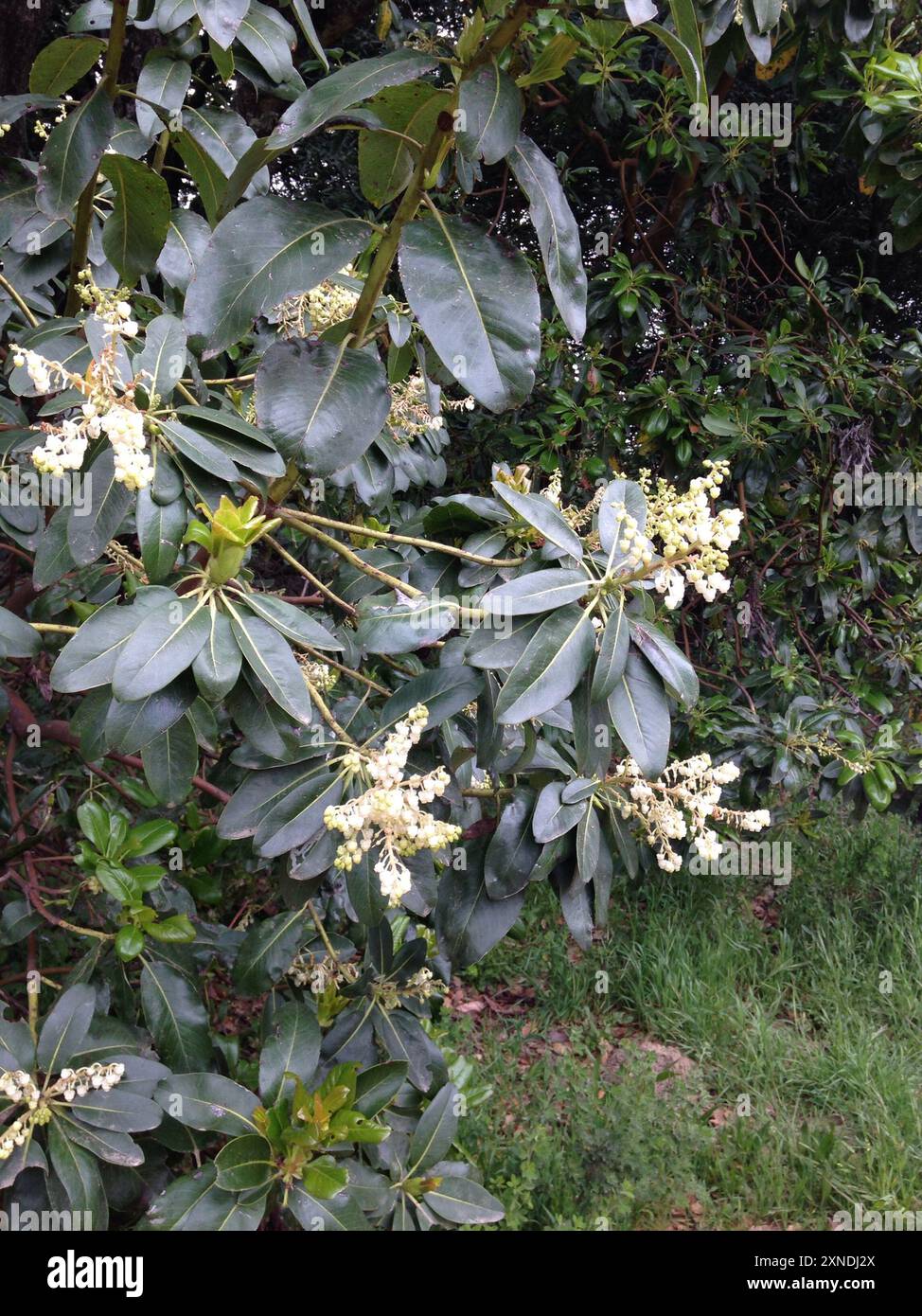 Pacific madrone (Arbutus menziesii) Plantae Stock Photo - Alamy