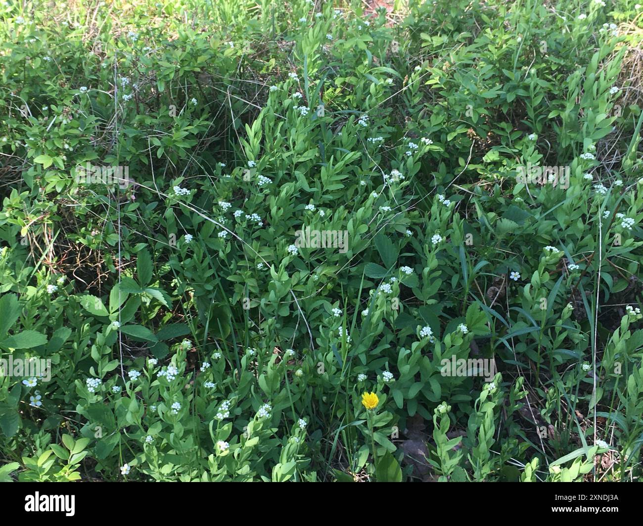 bastard toadflax (Comandra umbellata) Plantae Stock Photo - Alamy