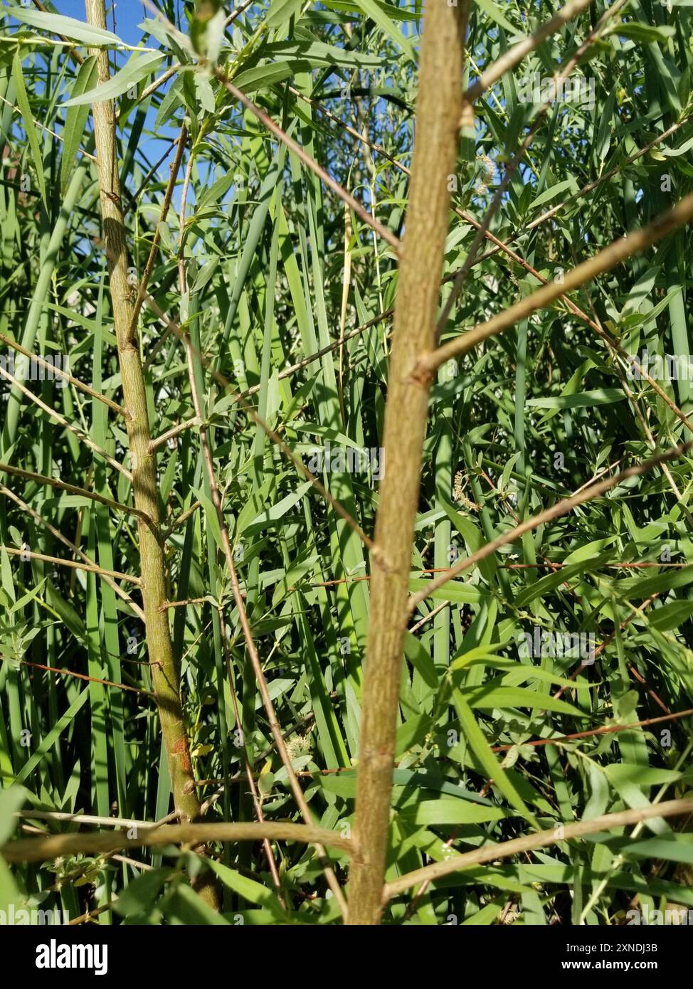 Goodding's willow (Salix gooddingii) Plantae Stock Photo - Alamy