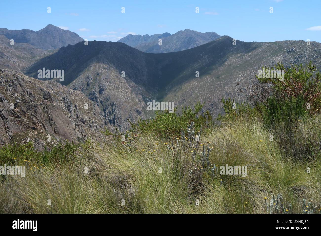 Shaleband Honeybush (Cyclopia plicata) Plantae Stock Photo - Alamy