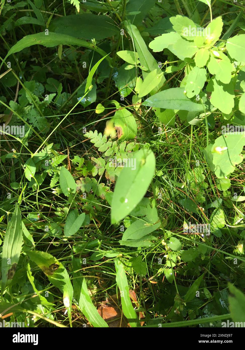 arrow-leaved tearthumb (Persicaria sagittata) Plantae Stock Photo - Alamy