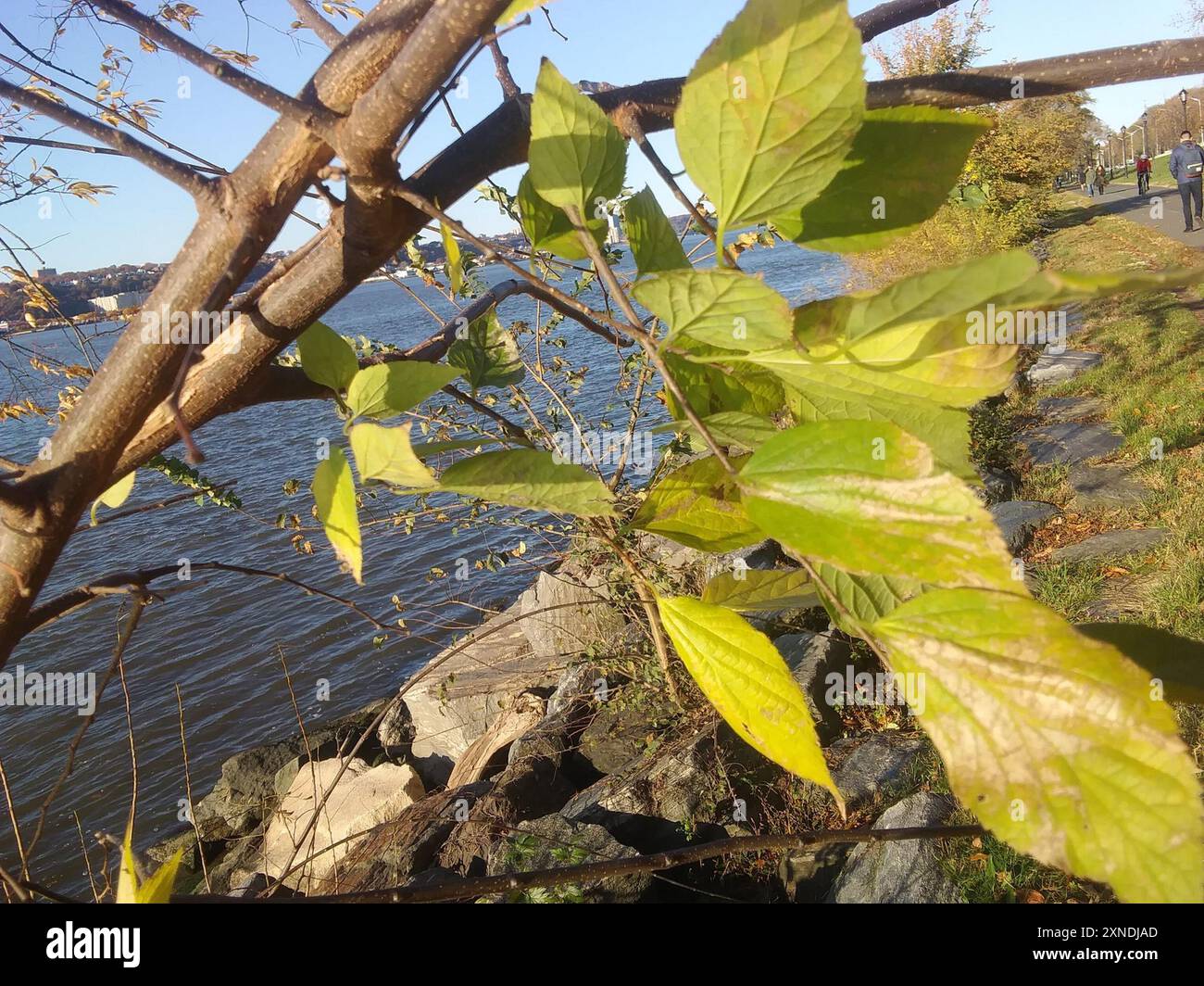 dicots (Magnoliopsida) Plantae Stock Photo - Alamy