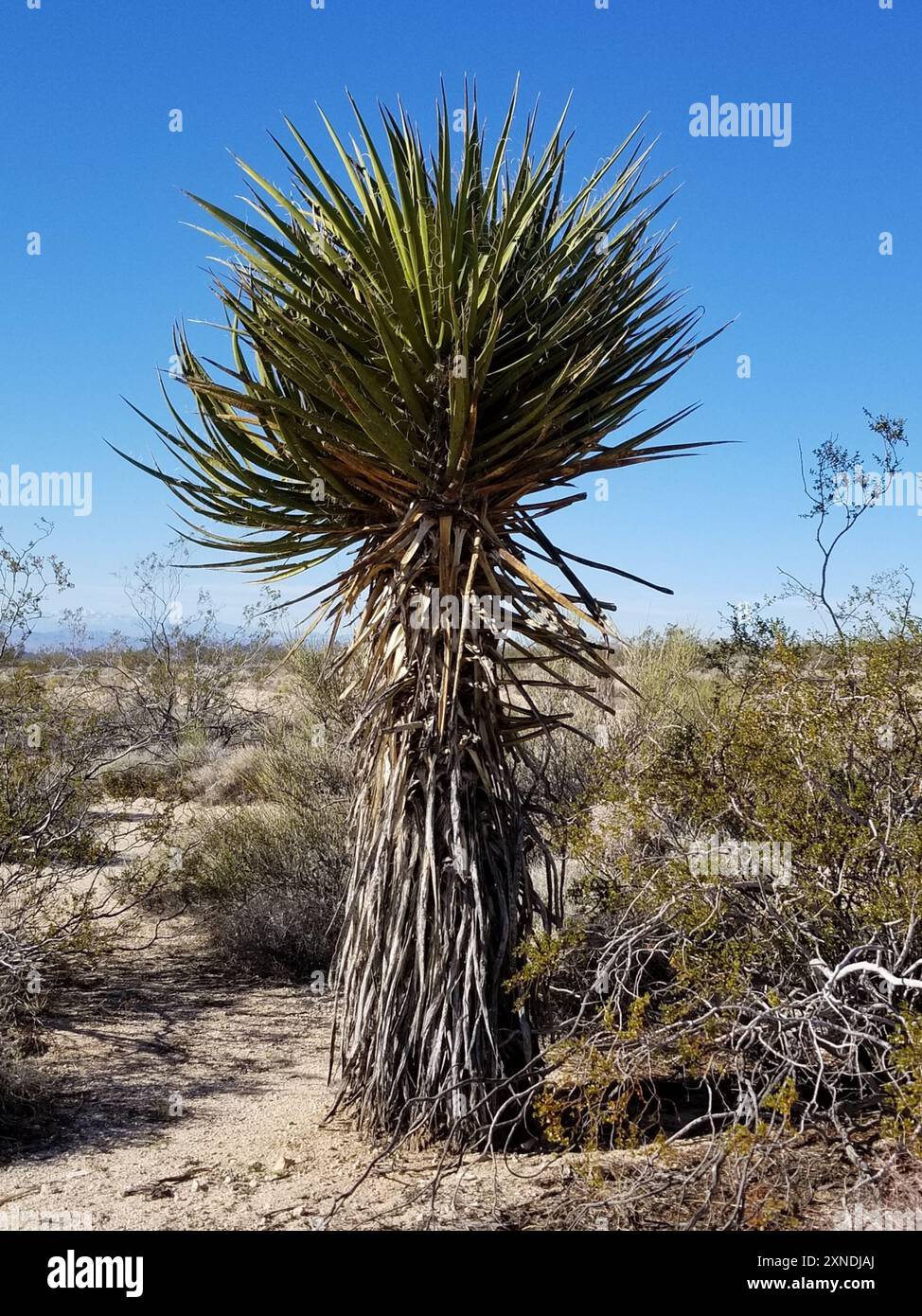 Mojave Yucca (Yucca schidigera) Plantae Stock Photo - Alamy
