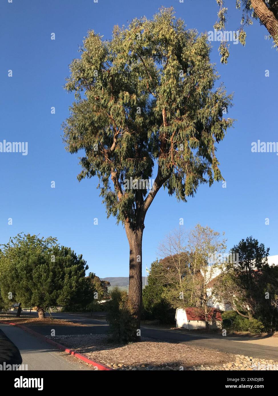 Red Ironbark (Eucalyptus sideroxylon) Plantae Stock Photo - Alamy