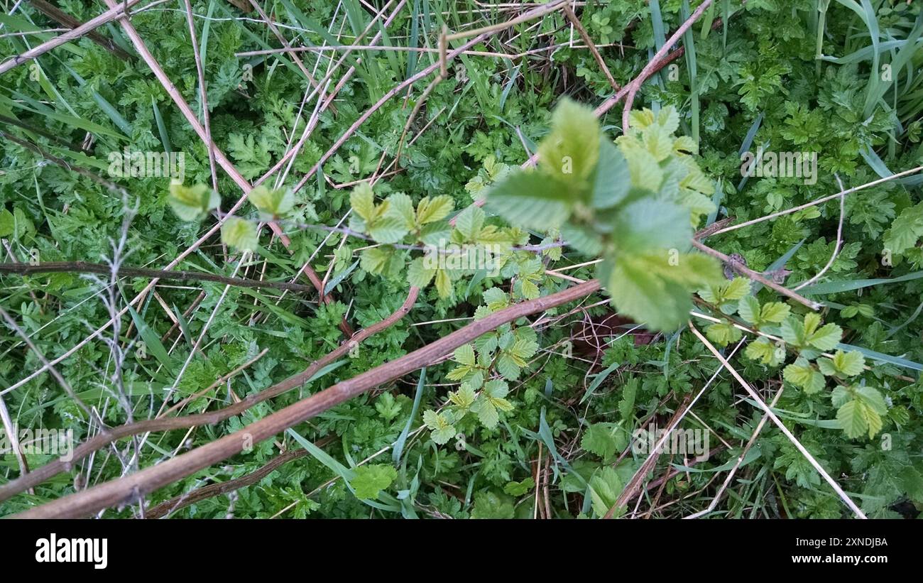 brambles (Rubus) Plantae Stock Photo - Alamy