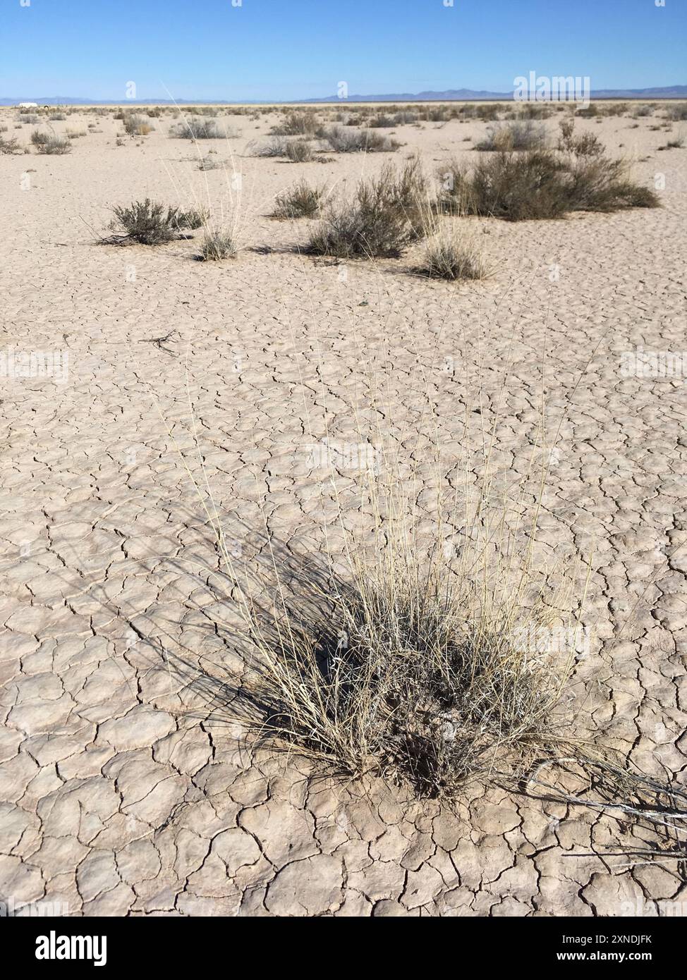 Alkali Sacaton (Sporobolus airoides) Plantae Stock Photo - Alamy