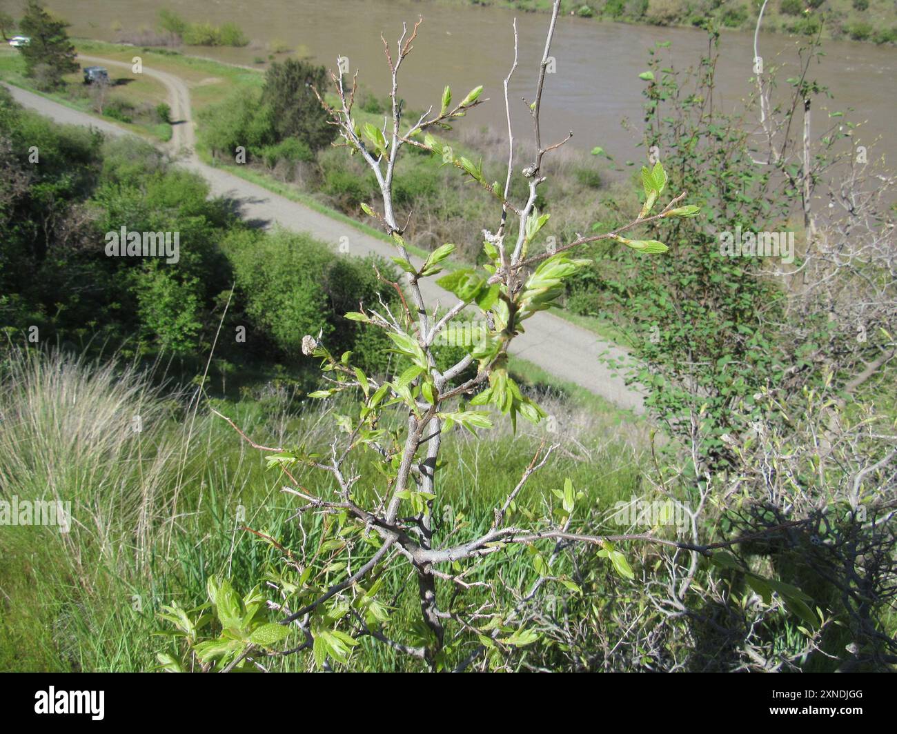 netleaf hackberry (Celtis reticulata) Plantae Stock Photo - Alamy