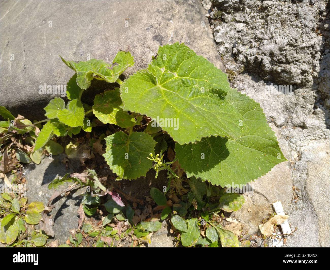 princess tree (Paulownia tomentosa) Plantae Stock Photo - Alamy