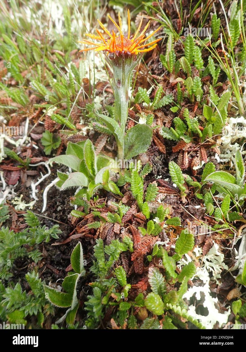 Twice-hairy Groundsel (Tephroseris lindstroemii) Plantae Stock Photo ...