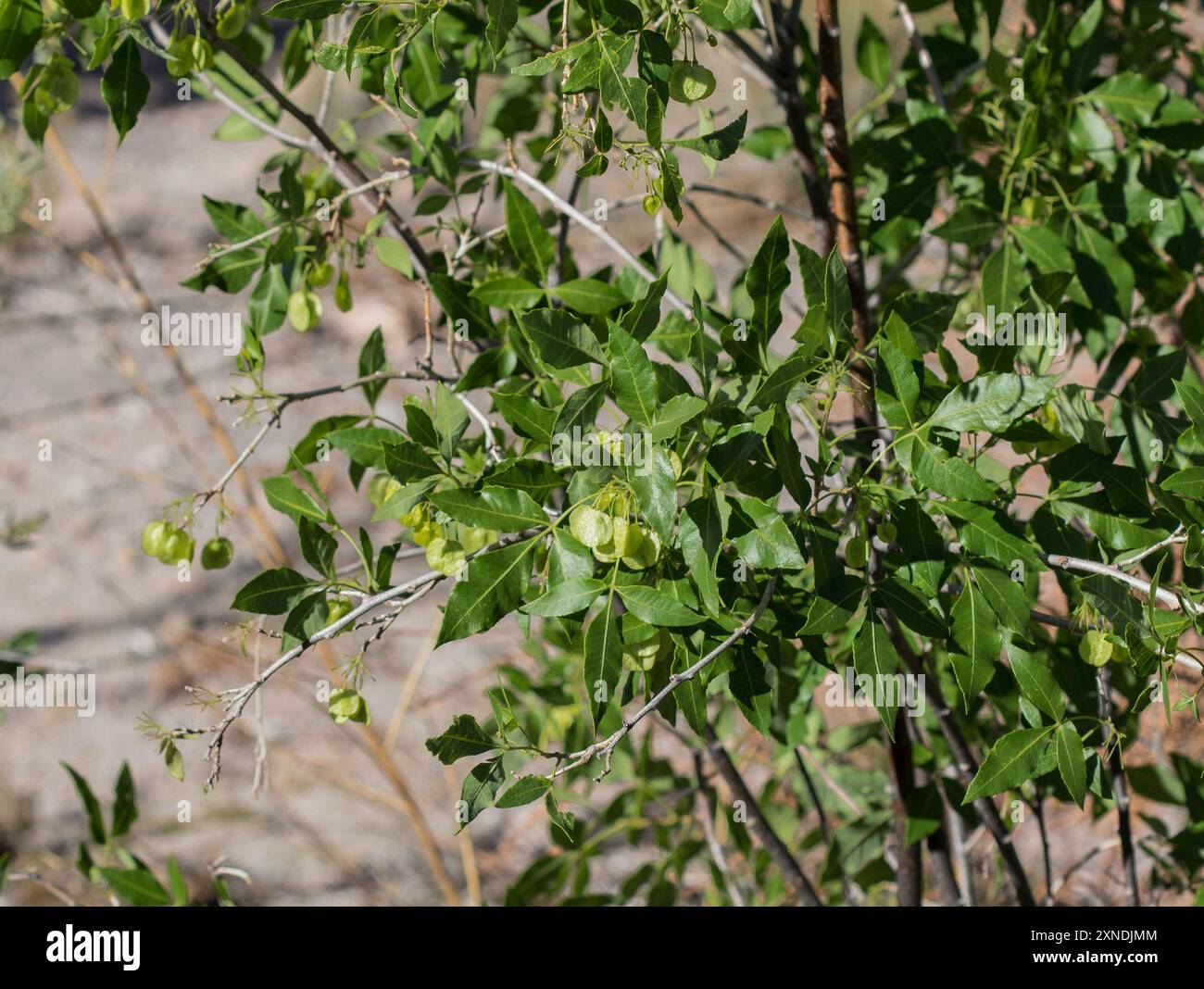common hoptree (Ptelea trifoliata) Plantae Stock Photo - Alamy
