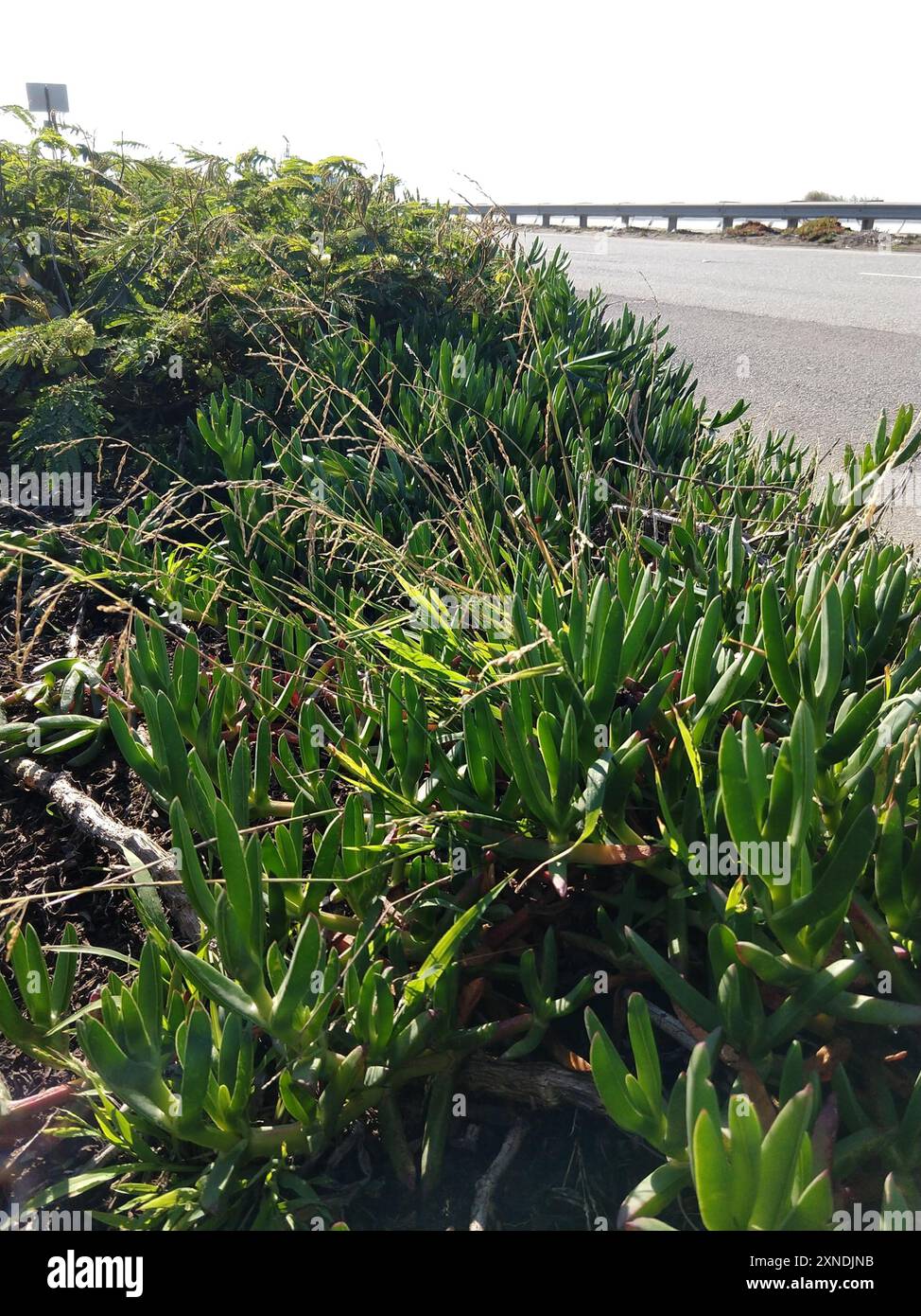 panic veldtgrass (Ehrharta erecta) Plantae Stock Photo - Alamy