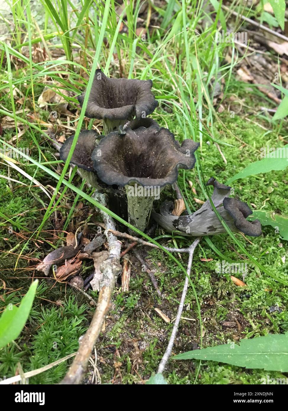 Eastern Black Trumpet (Craterellus fallax) Fungi Stock Photo - Alamy