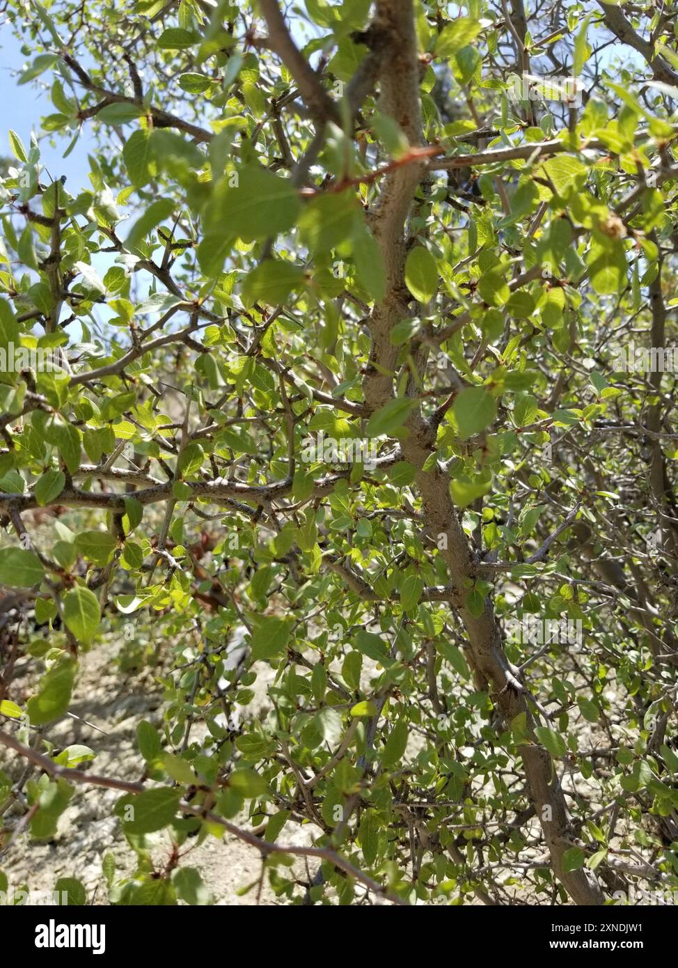 Desert Apricot (Prunus fremontii) Plantae Stock Photo - Alamy
