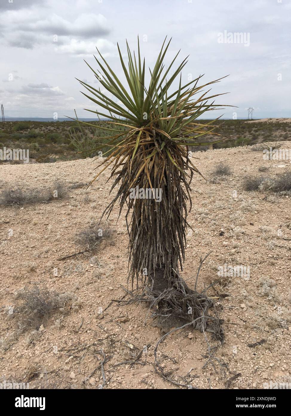 Spanish dagger (Yucca treculiana) Plantae Stock Photo - Alamy