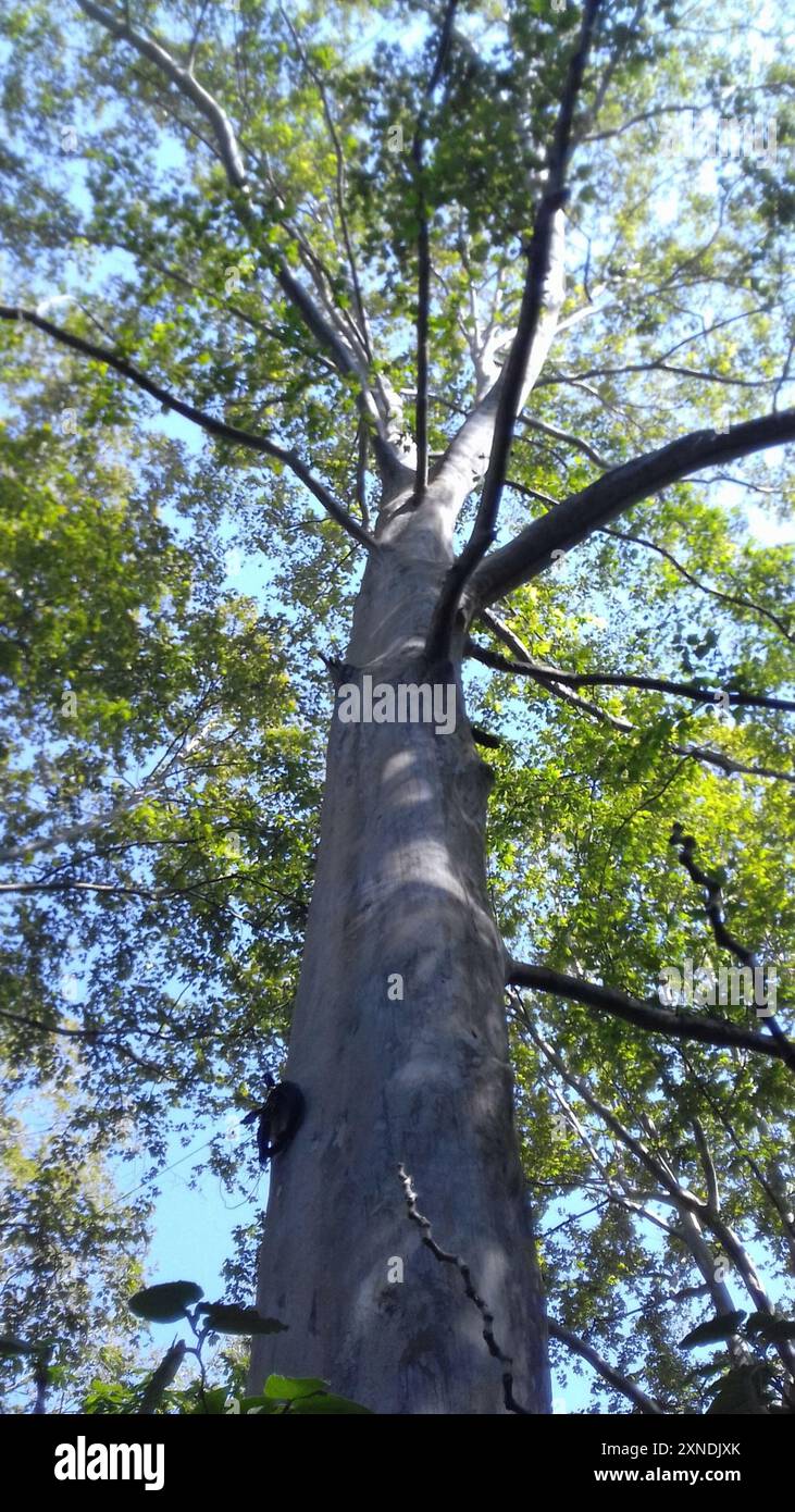 Mexican Sycamore (Platanus mexicana) Plantae Stock Photo - Alamy