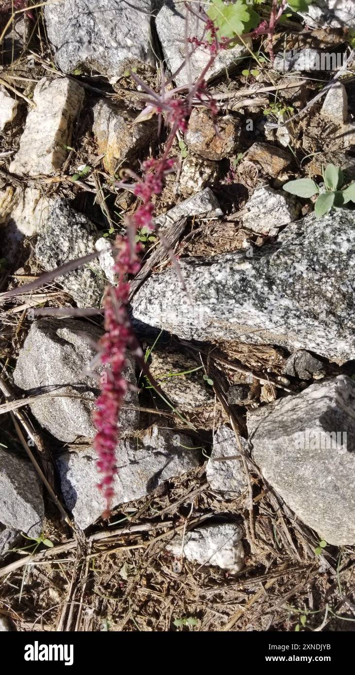 Fringed Amaranth (Amaranthus fimbriatus) Plantae Stock Photo - Alamy