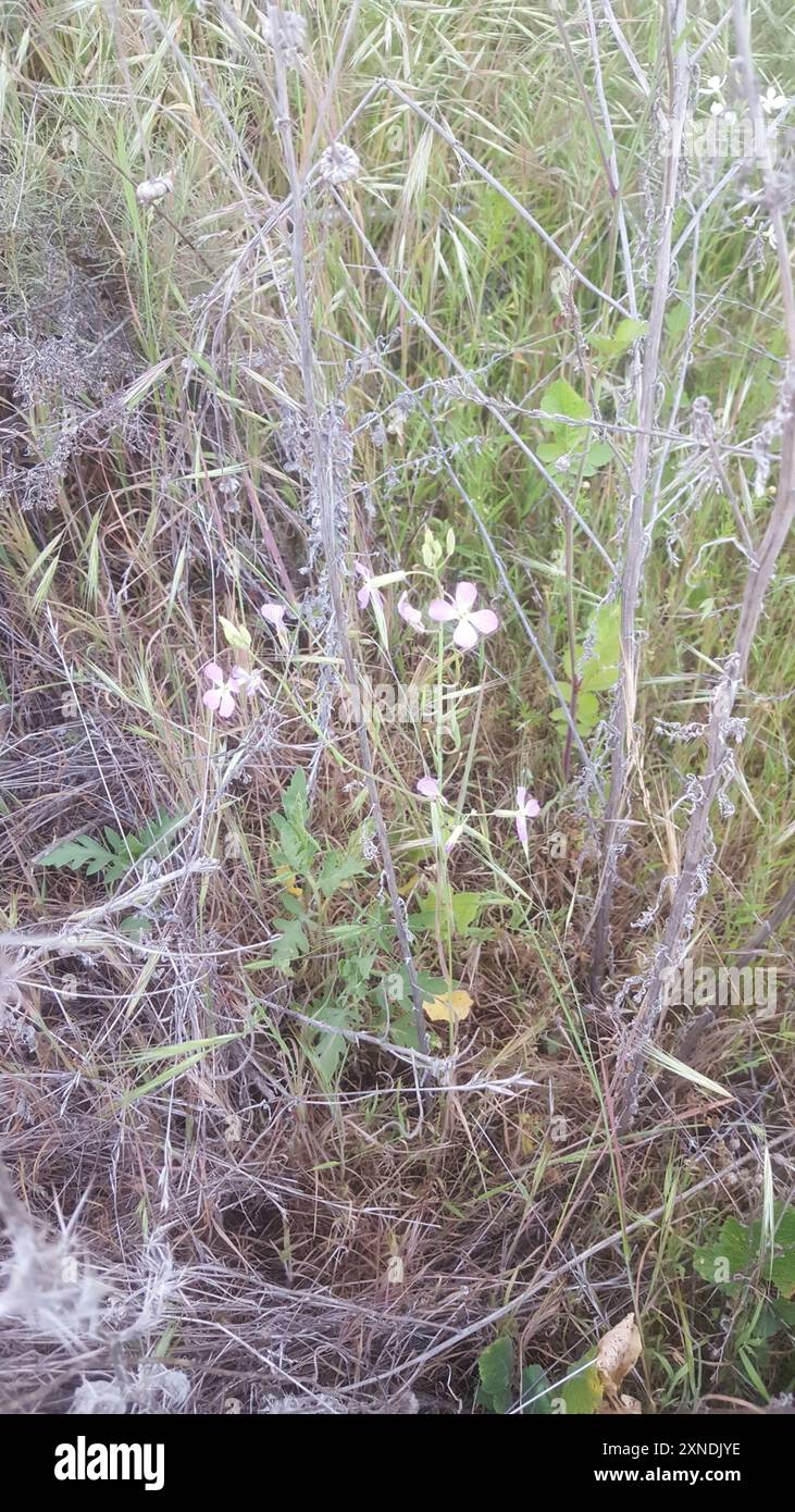 wild and domestic radish (Raphanus raphanistrum sativus) Plantae Stock ...