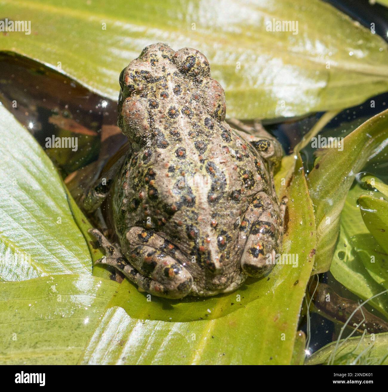 Western Toad (Anaxyrus boreas) Amphibia Stock Photo - Alamy