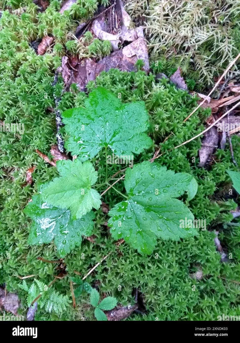 skunk currant (Ribes glandulosum) Plantae Stock Photo - Alamy