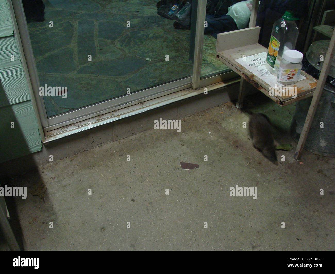 Northern Brown Bandicoot (Isoodon macrourus) Mammalia Stock Photo - Alamy