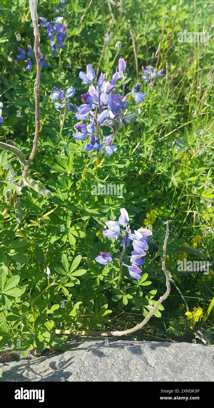 Nootka Lupine (Lupinus nootkatensis) Plantae Stock Photo - Alamy