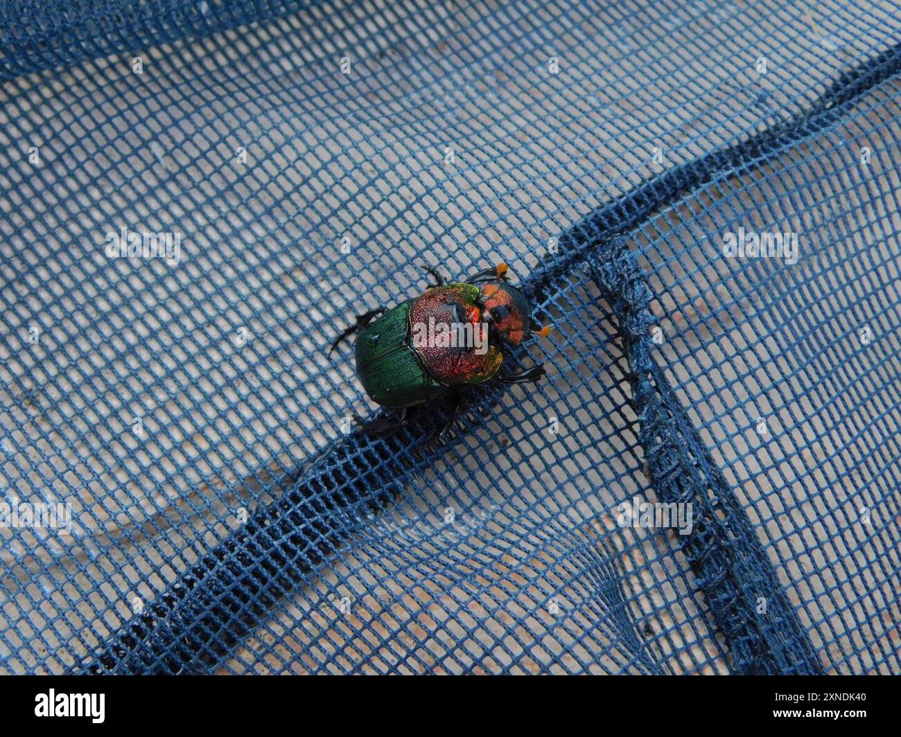 Rainbow scarab (phanaeus vindex) hi-res stock photography and images ...