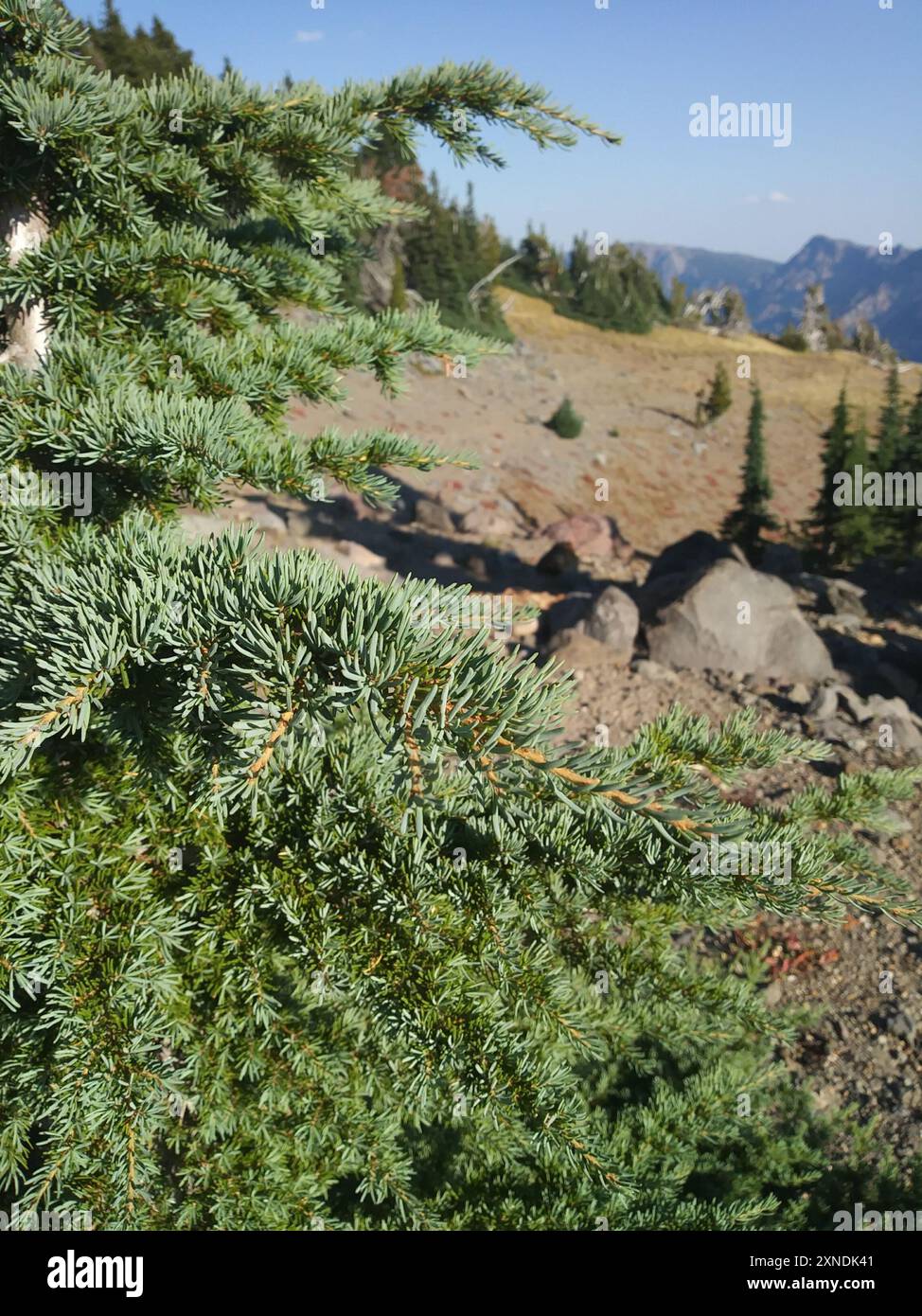 mountain hemlock (Tsuga mertensiana) Plantae Stock Photo - Alamy