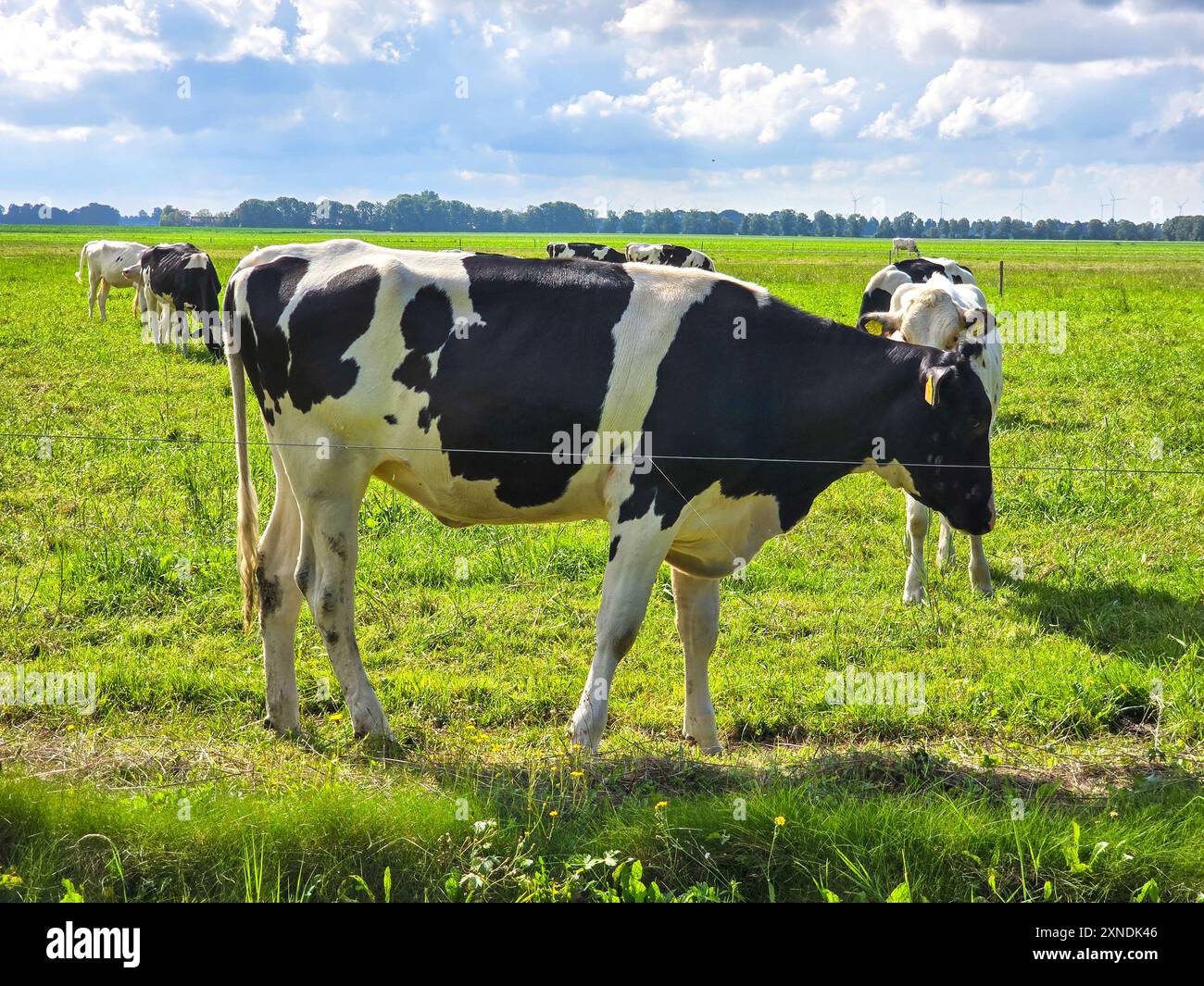 Cows roam freely in a vibrant green meadow, enjoying the sunshine and ...