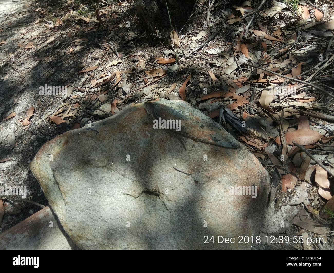 Jacky dragon amphibolurus muricatus hi-res stock photography and images ...