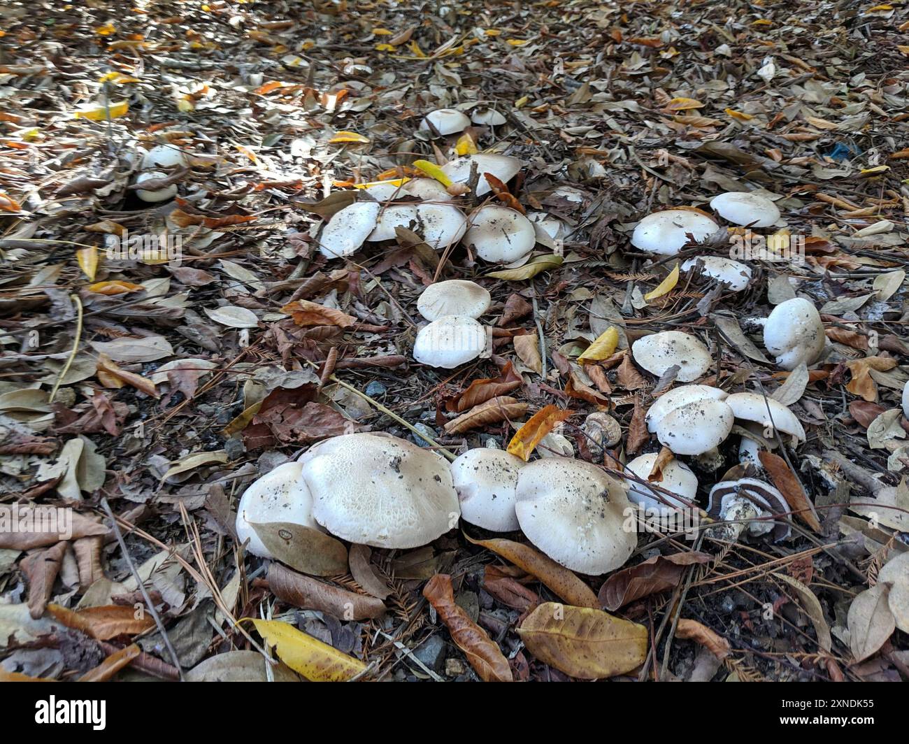 Yellow Stainer (Agaricus xanthodermus) Fungi Stock Photo - Alamy