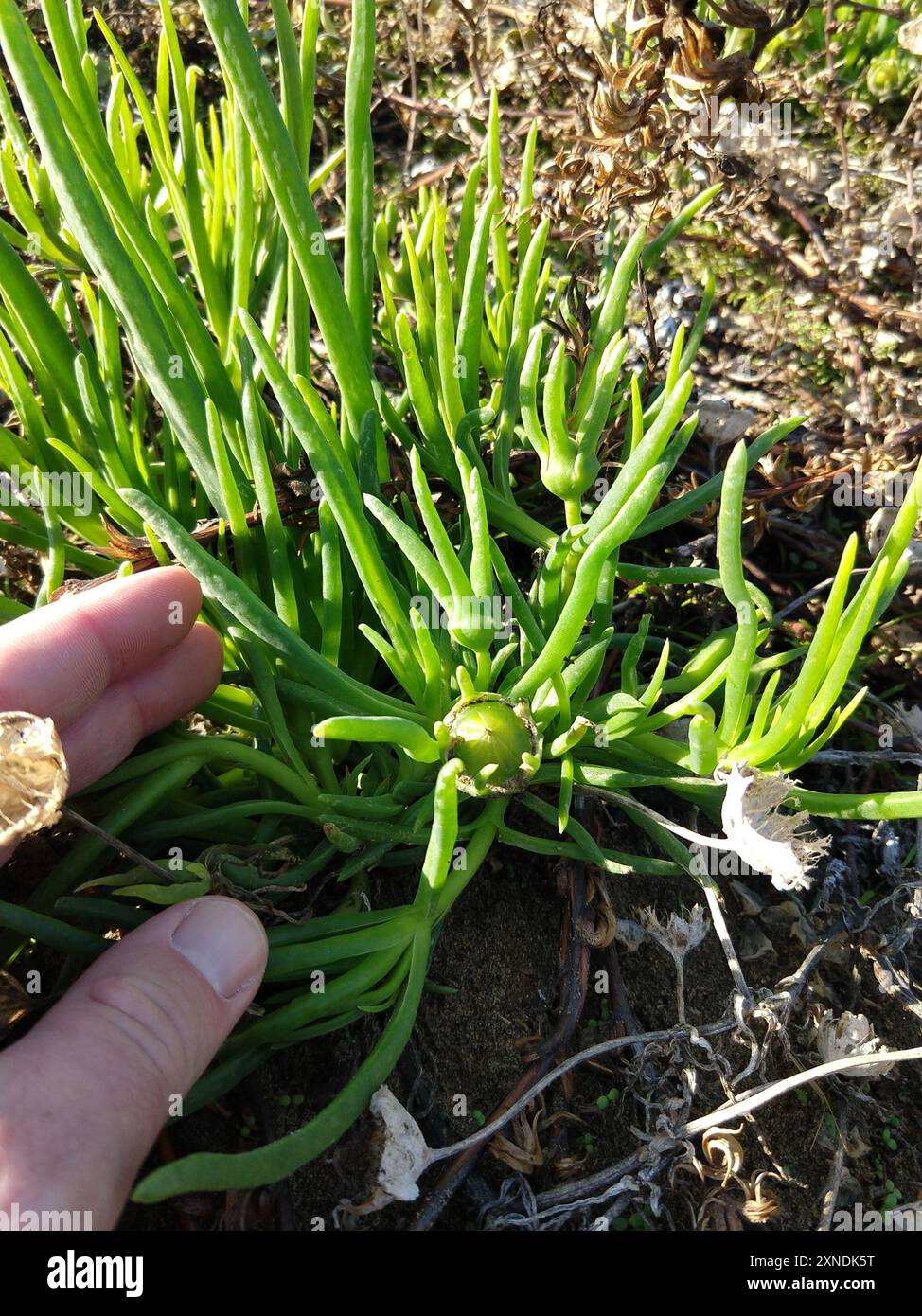 Pig's-root (Conicosia pugioniformis) Plantae Stock Photo - Alamy