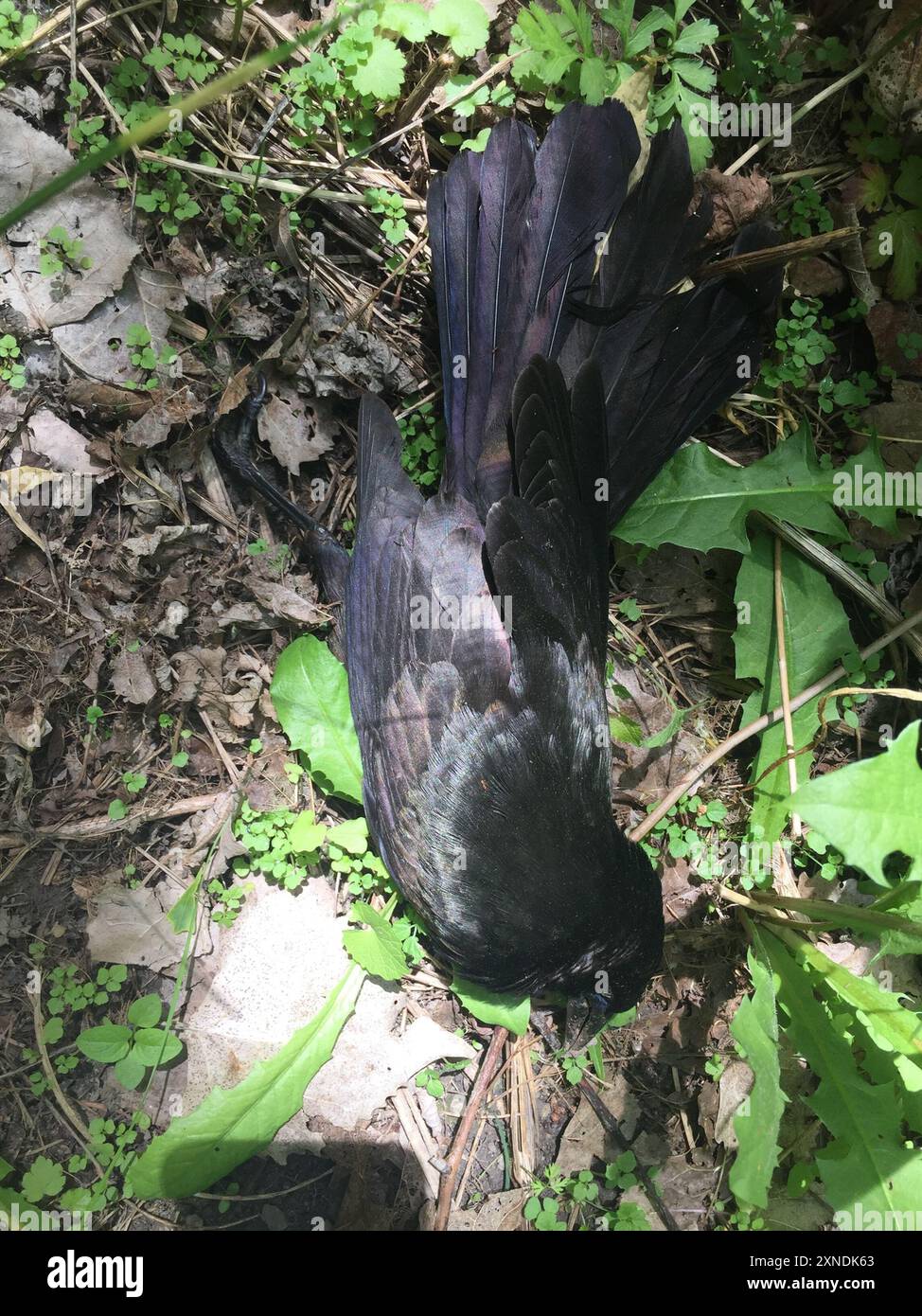 Common Grackle (Quiscalus quiscula) Aves Stock Photo - Alamy