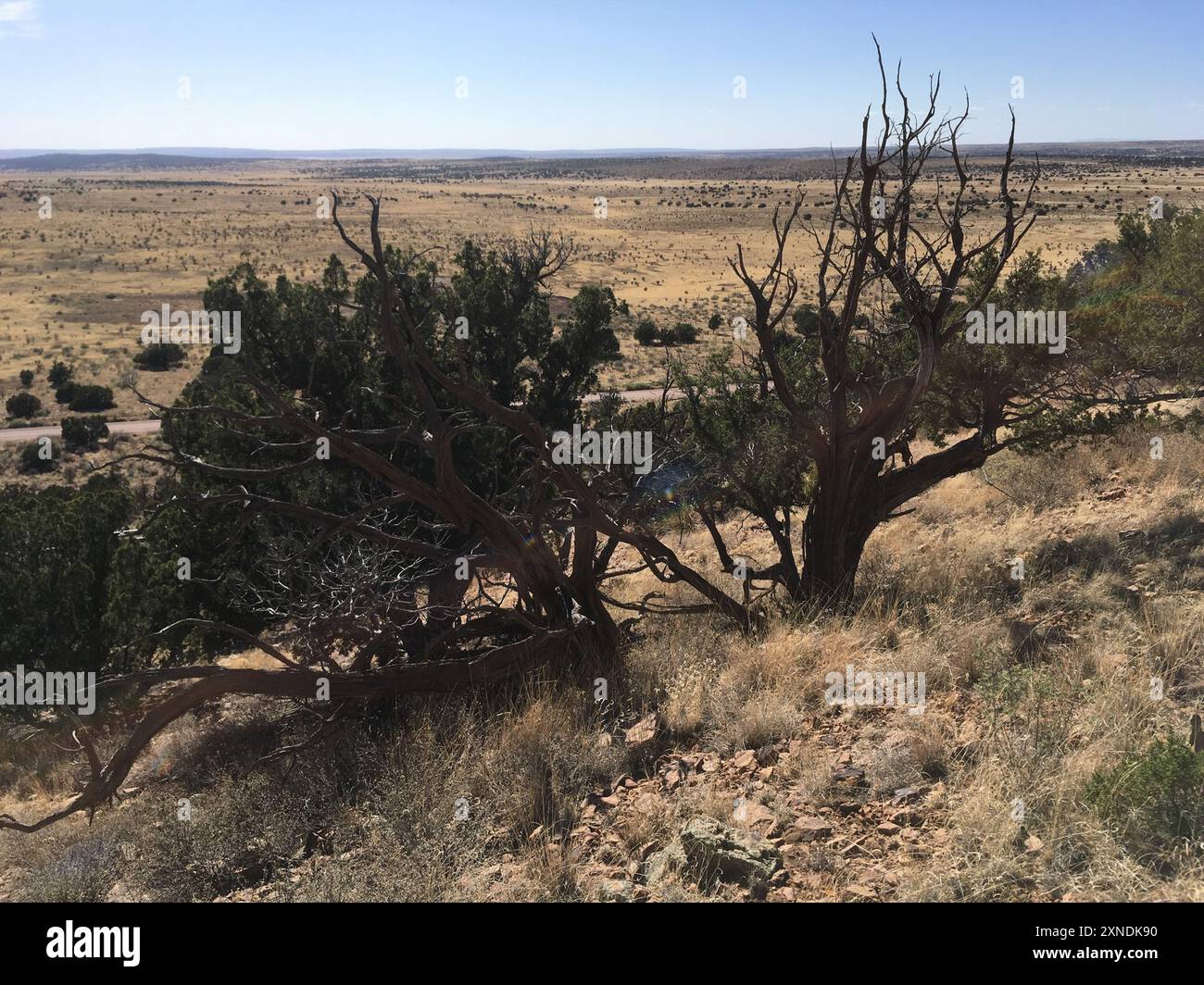 One-seed Juniper (Juniperus monosperma) Plantae Stock Photo - Alamy