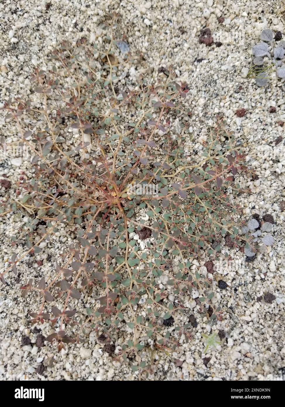 smallseed sandmat (Euphorbia polycarpa) Plantae Stock Photo - Alamy